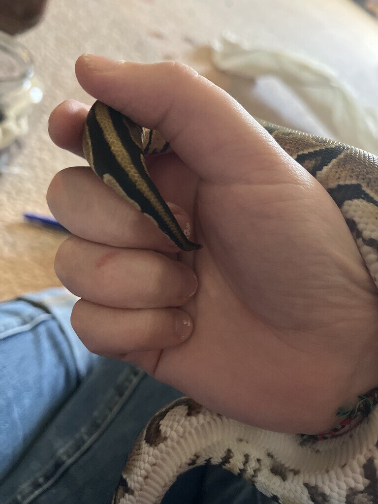 Does anyone know if my Ball python is a girl or boy - Ball Pythons - MorphMarket Reptile Community