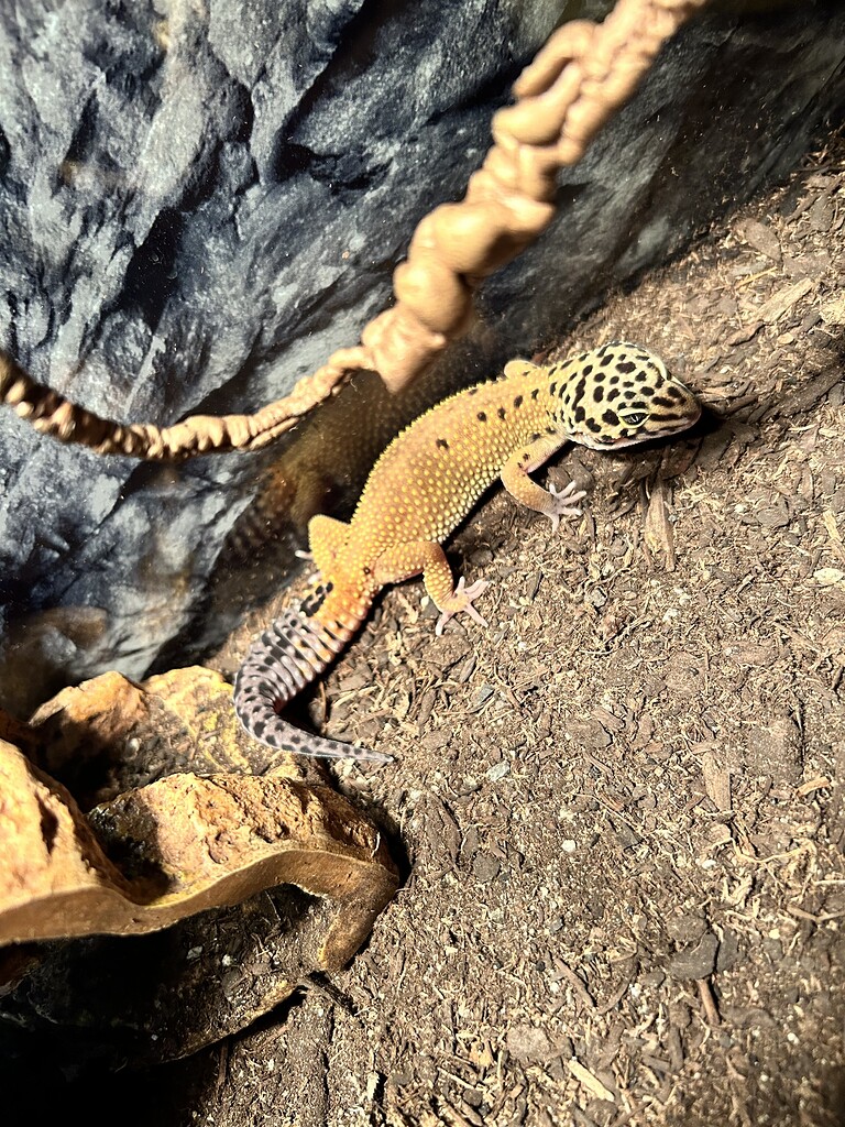 Help me get an idea on my geckos morphs - Leopard Geckos - MorphMarket ...