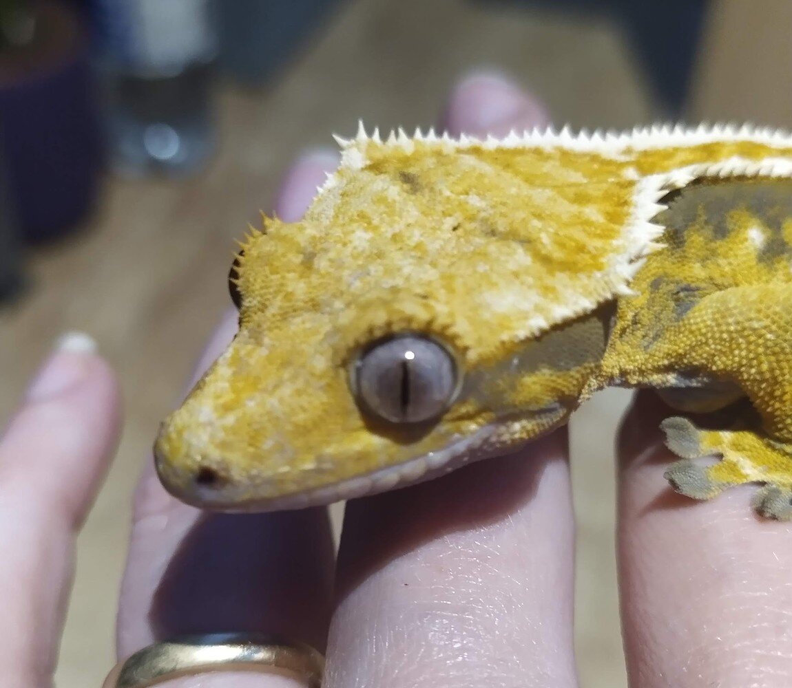 Crested Gecko Morph / Trait Guide - Geckos - MorphMarket Reptile Community