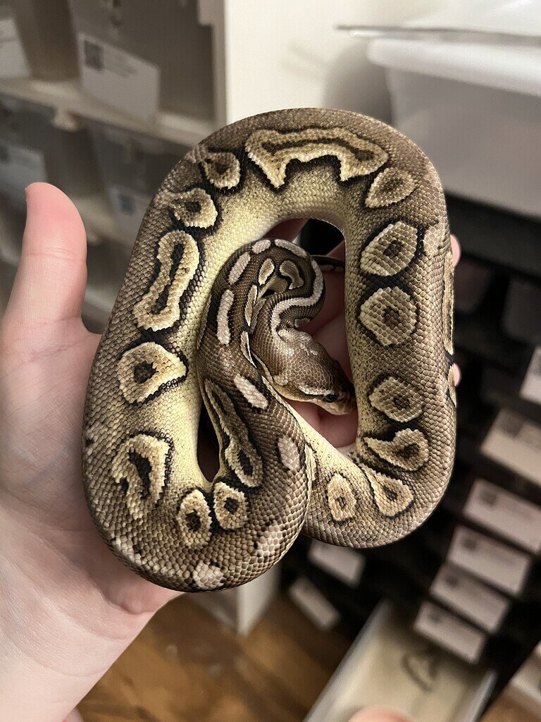YB or Not YB? - Ball Pythons - MorphMarket Reptile Community