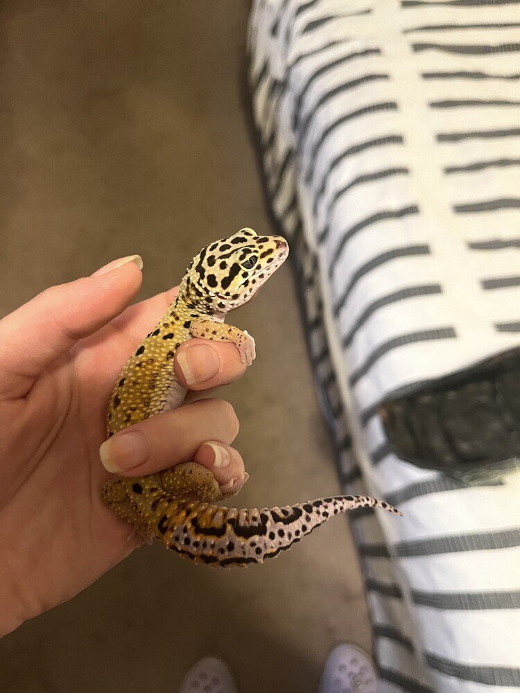 Leopard Gecko Morphs :)?!? - Leopard Geckos - MorphMarket Reptile Community