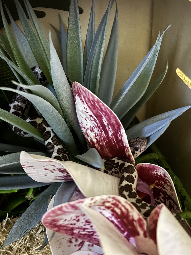 Stromboli’s Tough News & Update - Sand Boas - MorphMarket Reptile Community