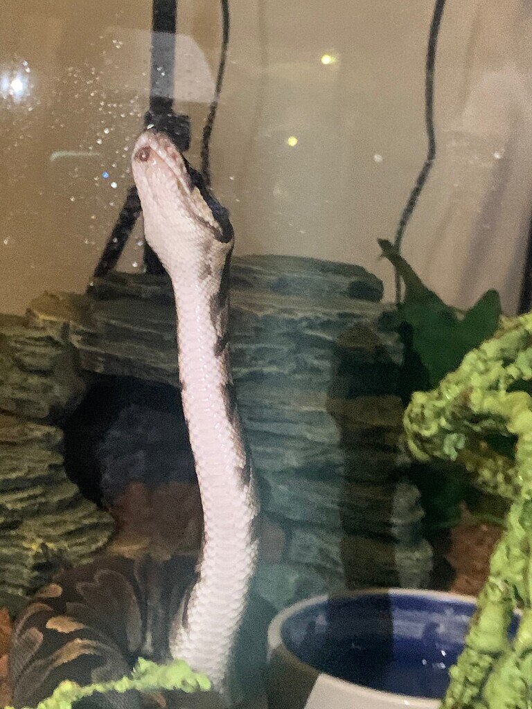 Mouth Rot or Something Else? Please Help! - Ball Pythons - MorphMarket ...