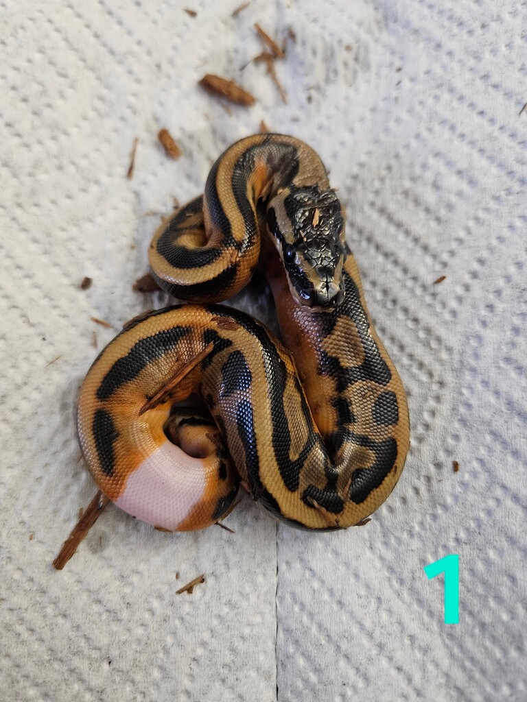 Ball python genetics identification help with hatchlings - Ball Pythons - MorphMarket Reptile ...