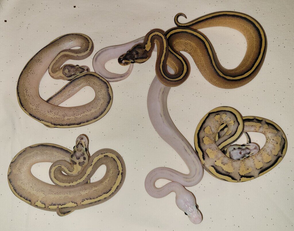 First Two 2023 Clutches Shed - Ball Pythons - MorphMarket Reptile Community