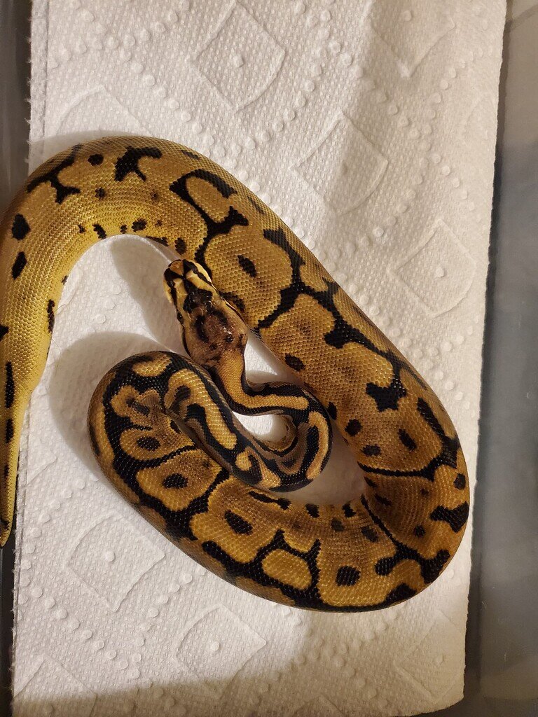 Some Baby Balls - Ball Pythons - MorphMarket Reptile Community