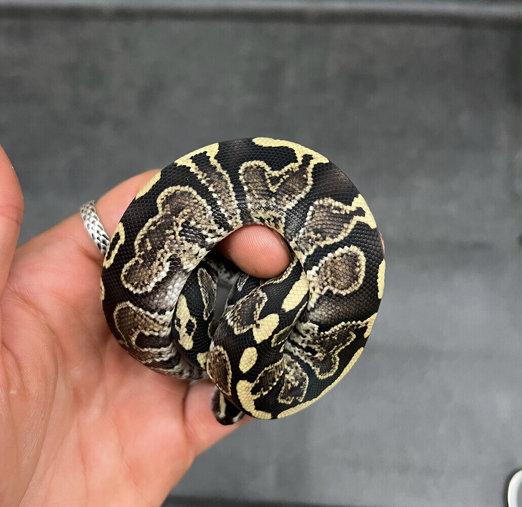 Gorilla is here! New Gene Understanding - Ball Pythons - MorphMarket Reptile Community