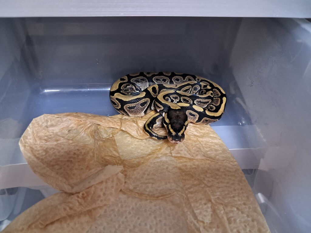 New hatchlings(as well as identification help) - Ball Pythons ...