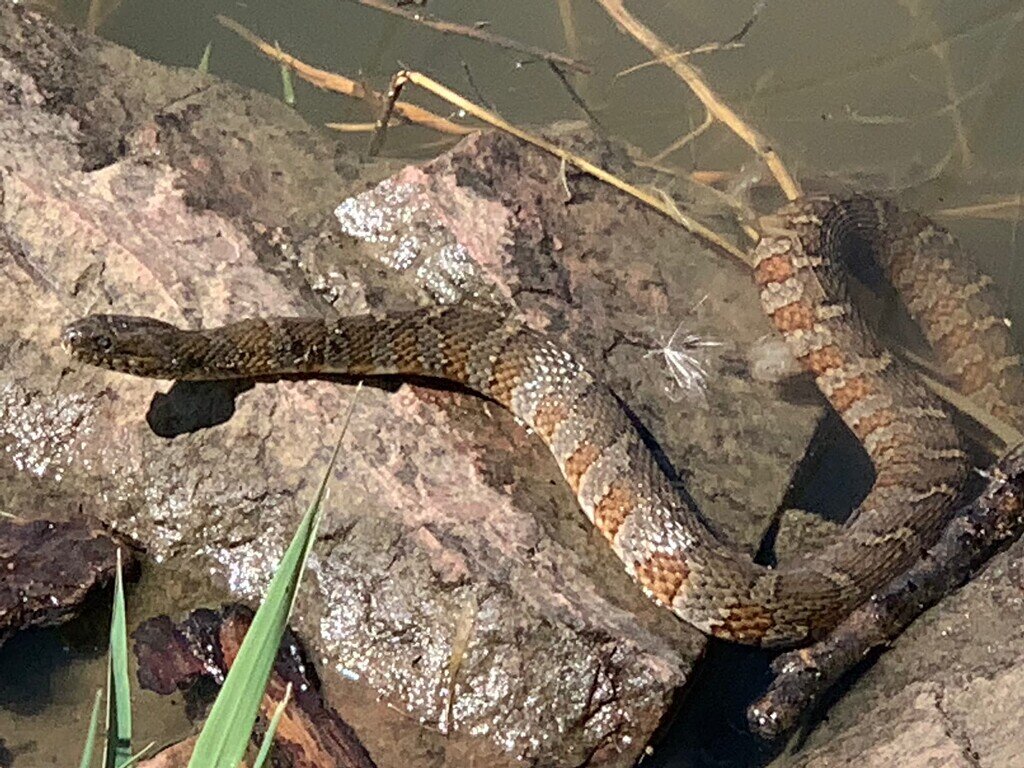 Accidental field herping - All Reptiles - MorphMarket Reptile Community
