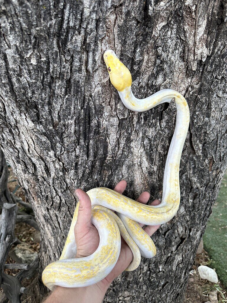 Groot the Retic - Reticulated Pythons - MorphMarket Reptile Community