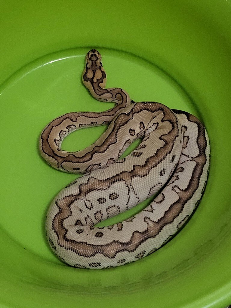 Circus Jedi Yellow Belly Clown - Ball Pythons - MorphMarket Reptile ...