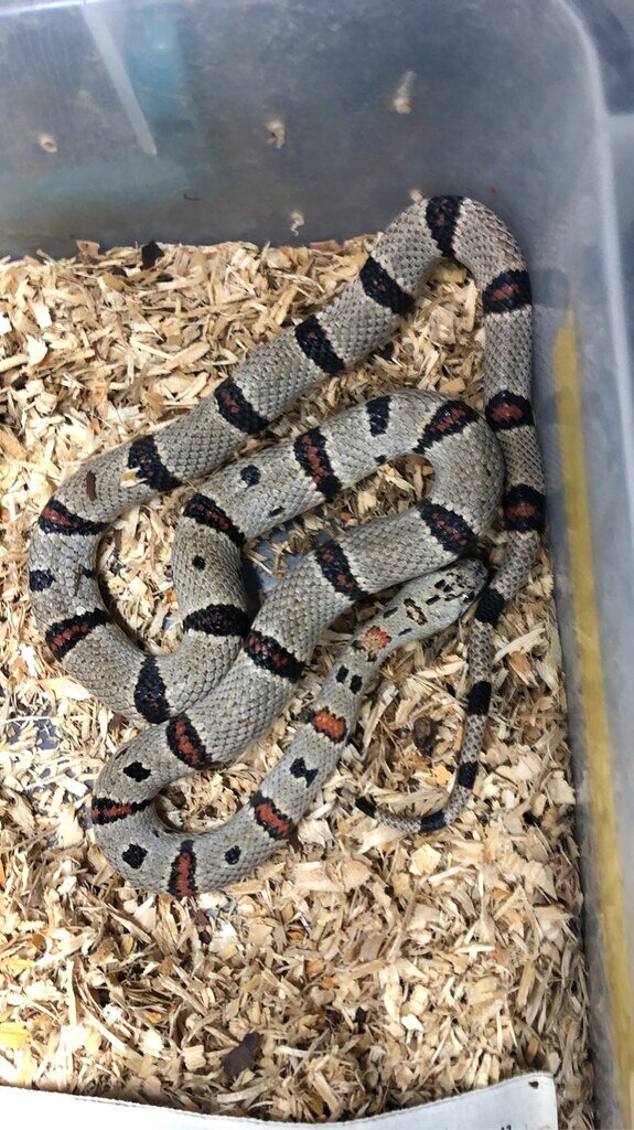 Snake mimicry - All Reptiles - MorphMarket Reptile Community