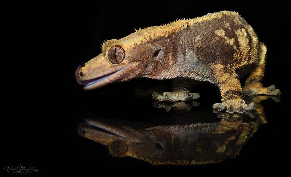 Brienne of Crest - Crested Geckos - MorphMarket Reptile Community