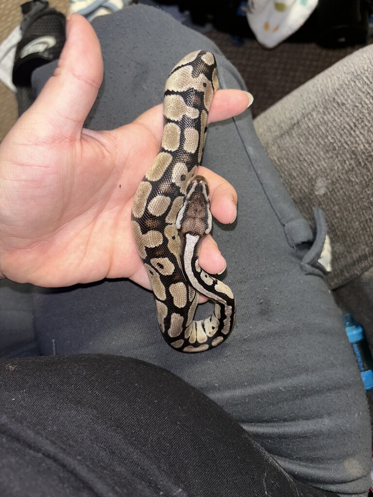 Can you guys help with this girl? - Ball Pythons - MorphMarket Reptile ...
