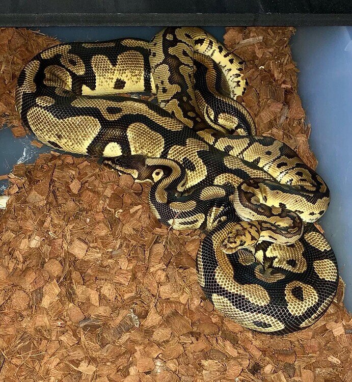 The sketch project - Ball Pythons - MorphMarket Reptile Community