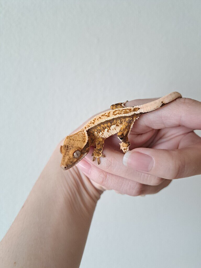 What really is a brown base on crested geckos? - Crested Geckos ...