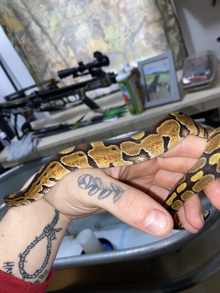 New to ball pythons - Page 2 - Ball Pythons - MorphMarket Reptile Community