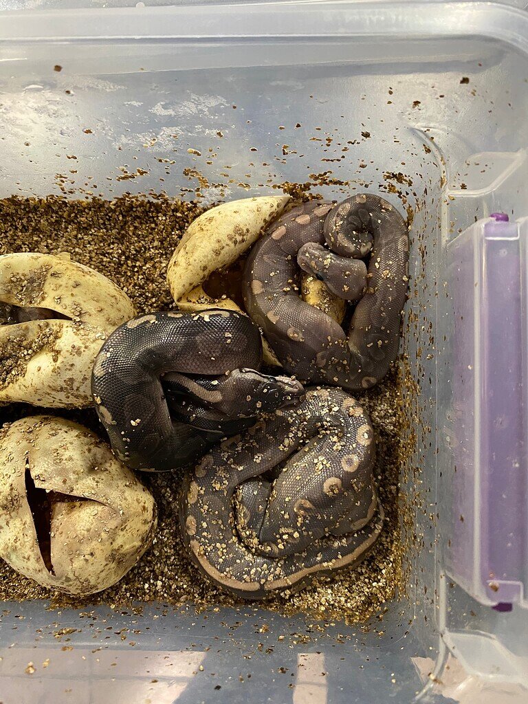 Clutch 2 has hatched! (Mostly) - Ball Pythons - MorphMarket Reptile ...