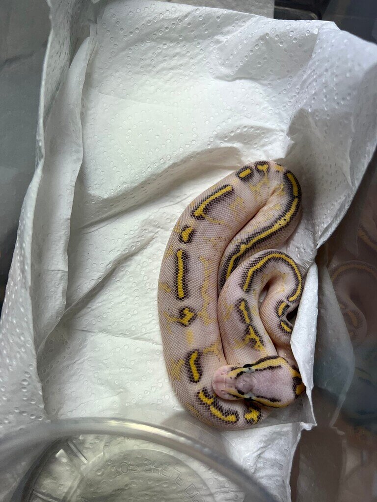 Super Gravel or Highway? - Ball Pythons - MorphMarket Reptile Community