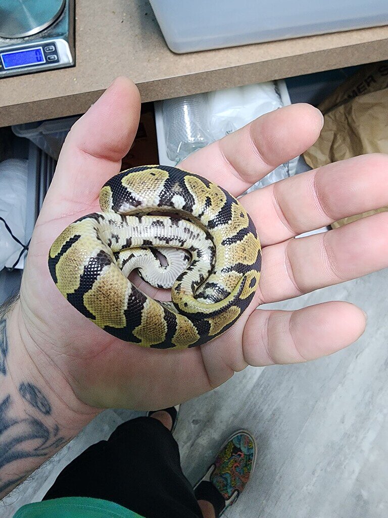 Help with Dg ID - Ball Pythons - MorphMarket Reptile Community