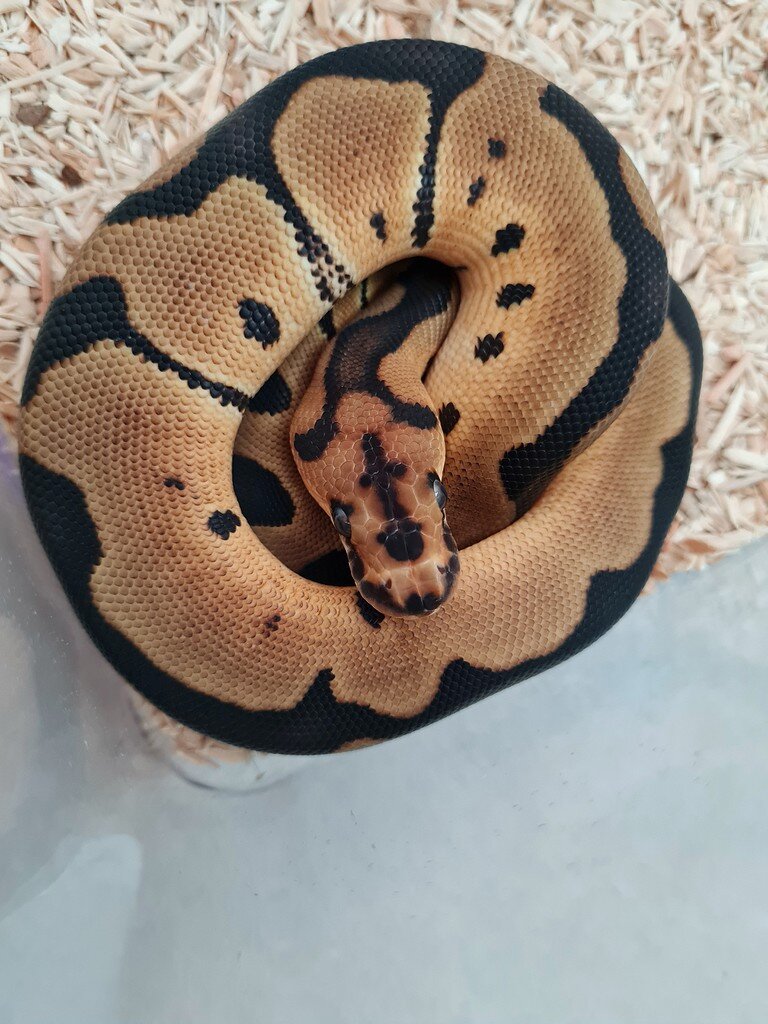 Blade or enchi clown? - Ball Pythons - MorphMarket Reptile Community