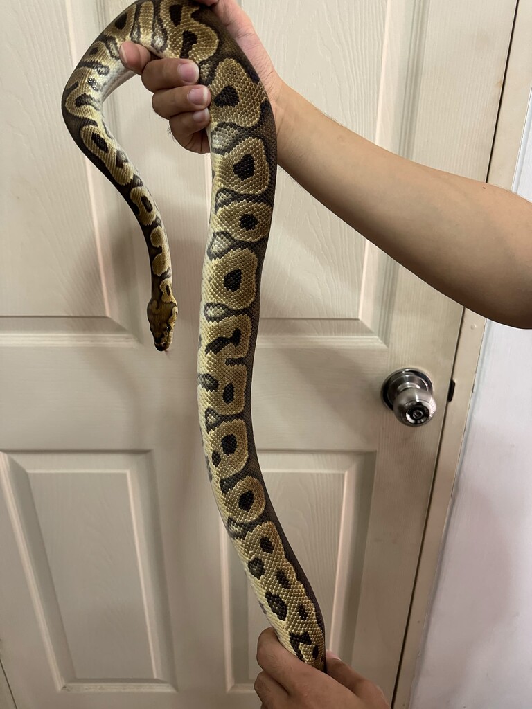 Can you help me? Is this a normal clown or a lace clown? - Ball Pythons - MorphMarket Reptile ...