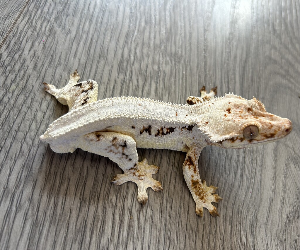 Morph of this handsome boy - Crested Geckos - MorphMarket Reptile Community