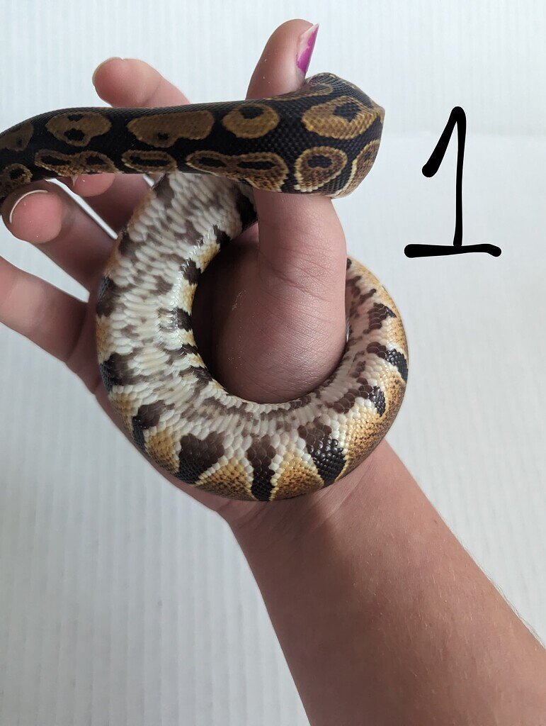 Need help identifying/Confirming Morphs - Ball Pythons - MorphMarket Reptile Community
