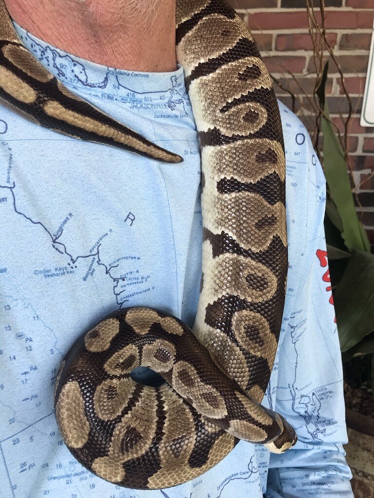 Please help identify ball - Ball Pythons - MorphMarket Reptile Community