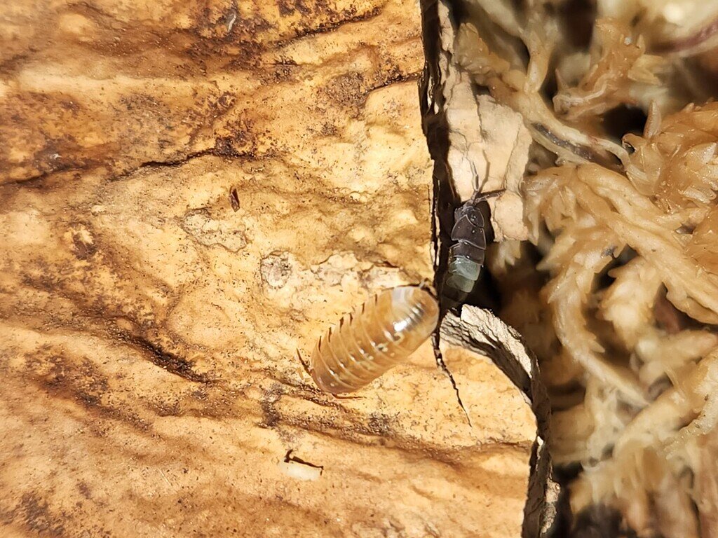 New Isopod Cultivars! - Isopods - MorphMarket Reptile Community
