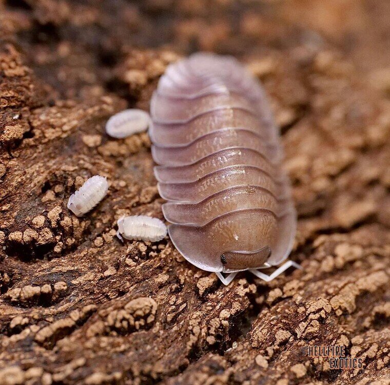 Young Merulanella sp. Red Diablo - Isopods - MorphMarket Reptile Community