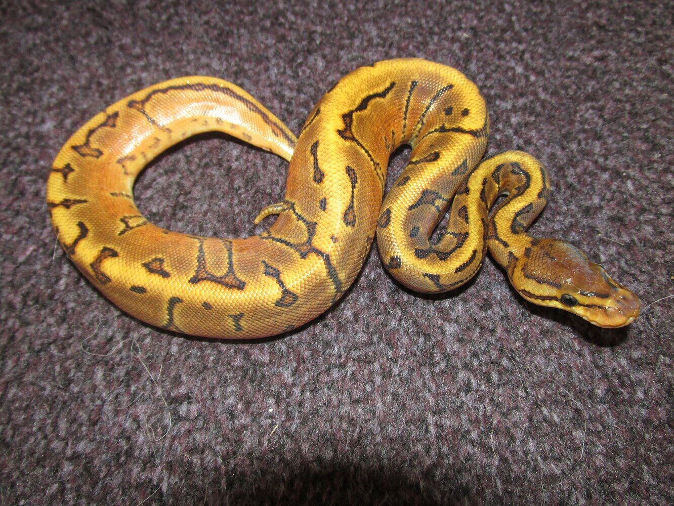 Help identifying a very confusing big mix of morphs- 64 possibilities ...