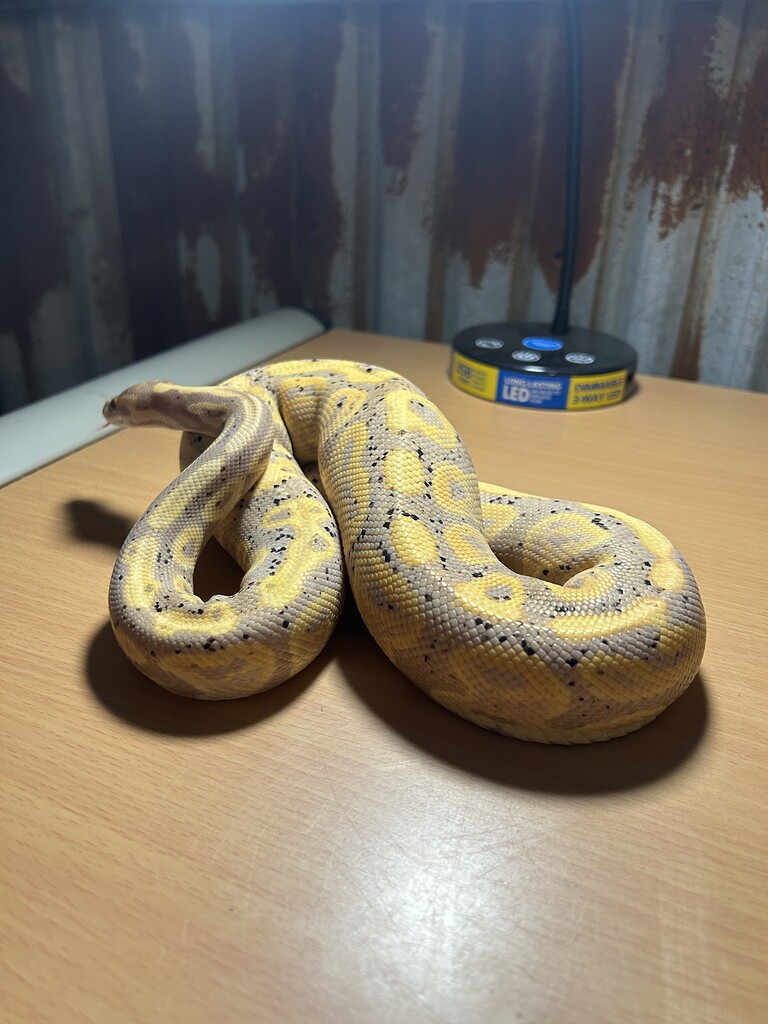 Going off food after breeding - Ball Pythons - MorphMarket Reptile ...