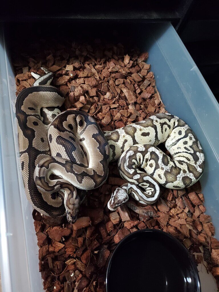 Back in business - locks - All Reptiles - MorphMarket Reptile Community