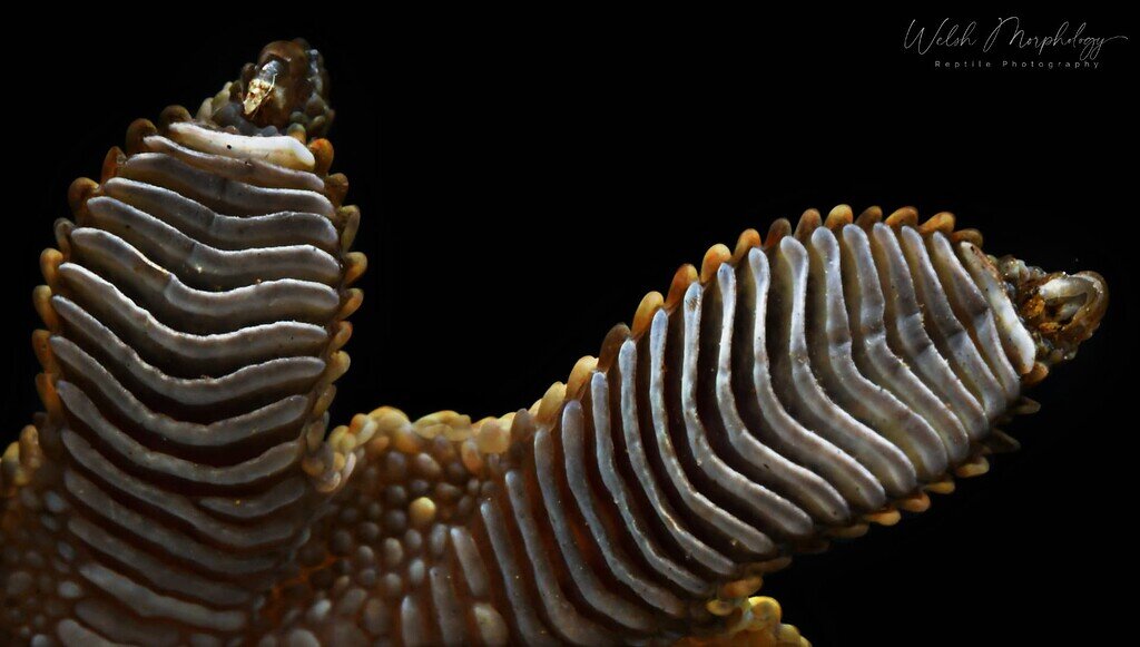 Sticky Toes! - Crested Geckos - MorphMarket Reptile Community