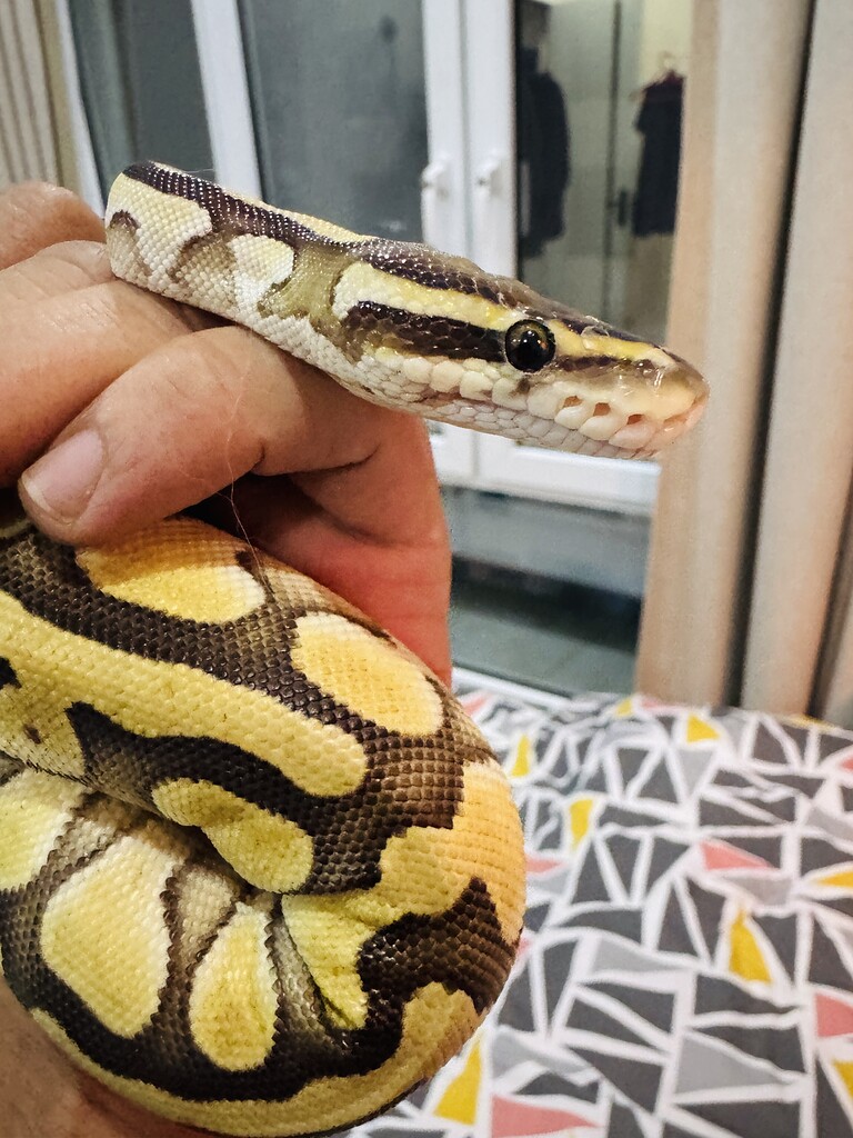 Identity my pet python - Enclosures & Setups - MorphMarket Reptile Community
