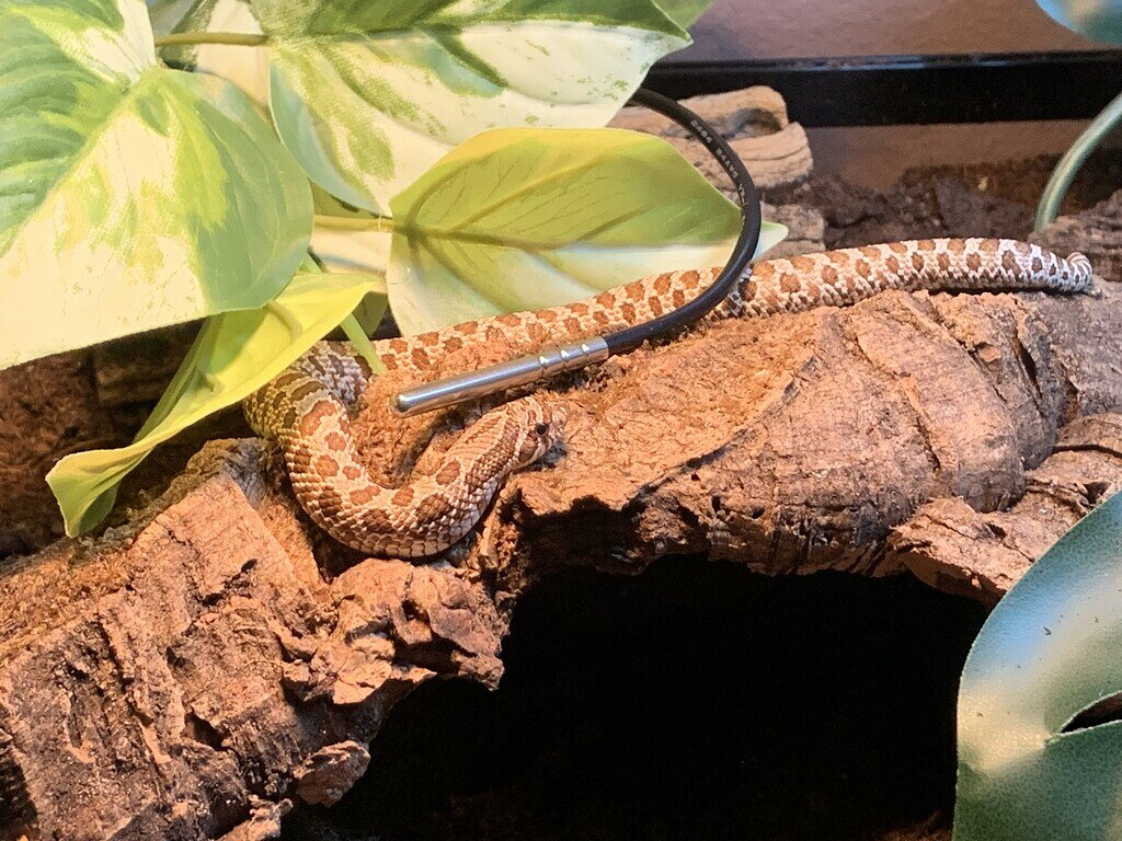 Hello ! (Intro!) - Introductions - MorphMarket Reptile Community