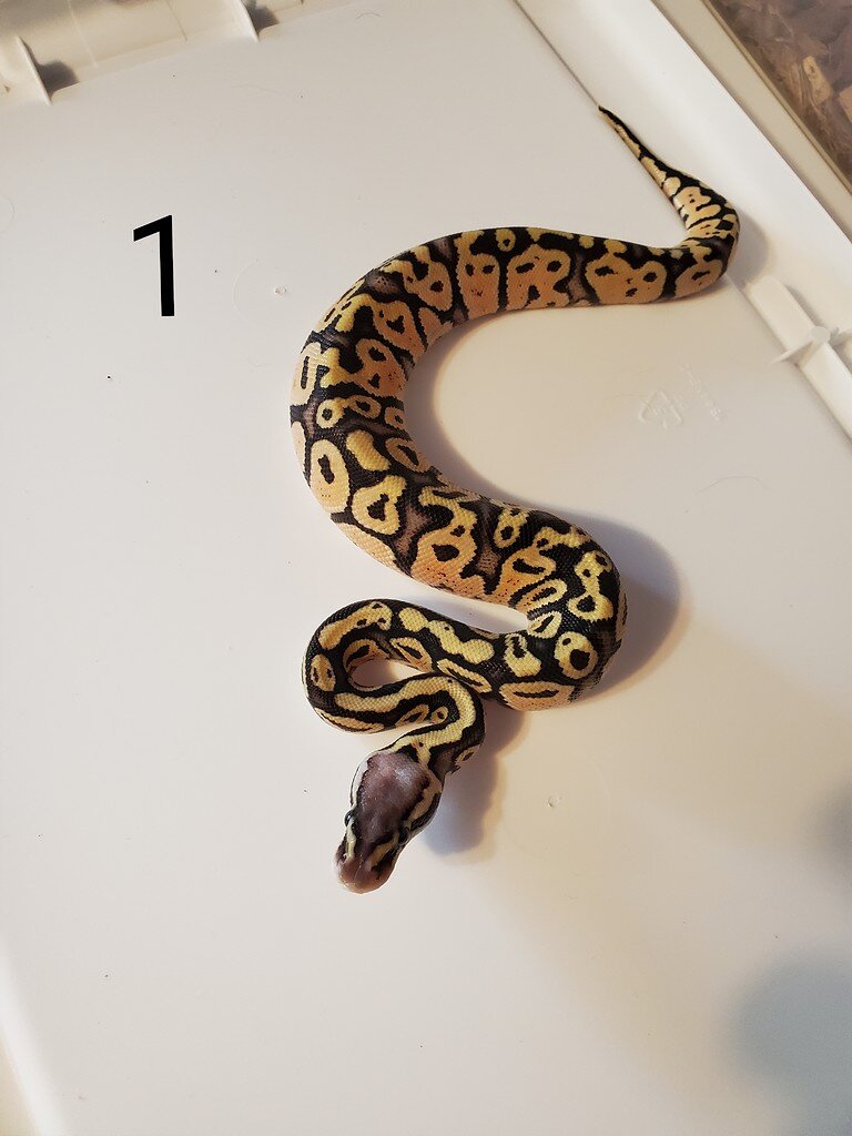 Morph ID Help (Lemonblast x Fire Bee) - Ball Pythons - MorphMarket ...