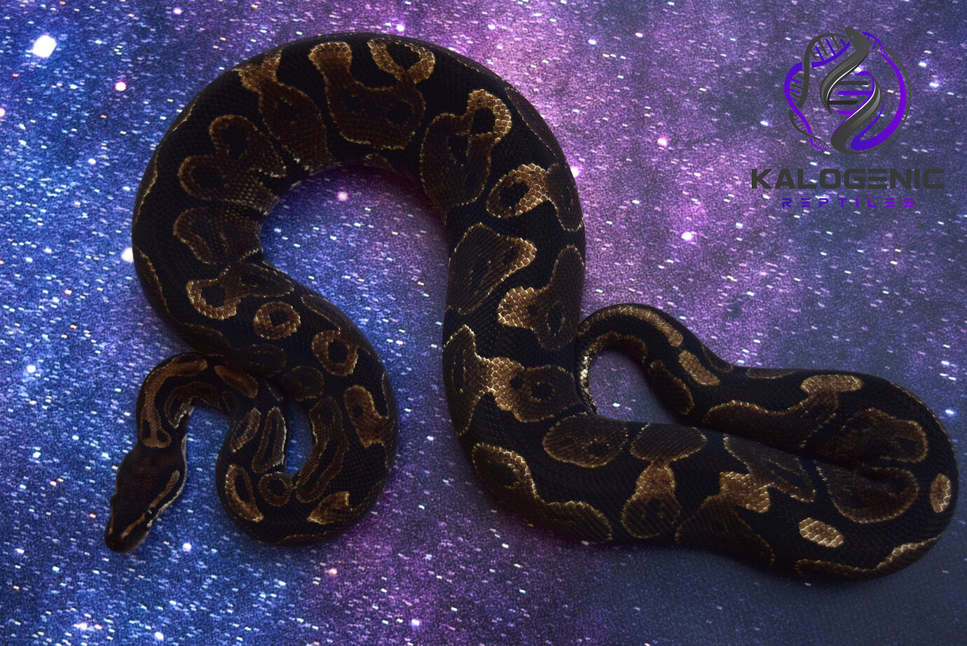 VPI Black Axanthic - Ball Pythons - MorphMarket Reptile Community