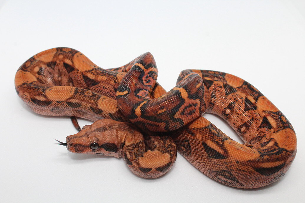New Blood Boa! - Boa Constrictors - MorphMarket Reptile Community