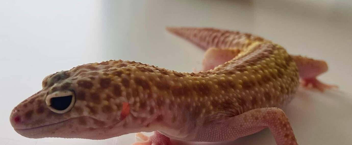 Leopard gecko identification morph - Leopard Geckos - MorphMarket ...