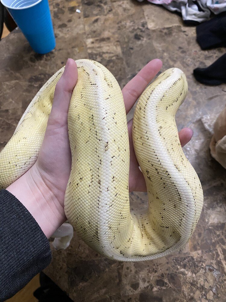 Ball python Identification? - Ball Pythons - MorphMarket Reptile Community