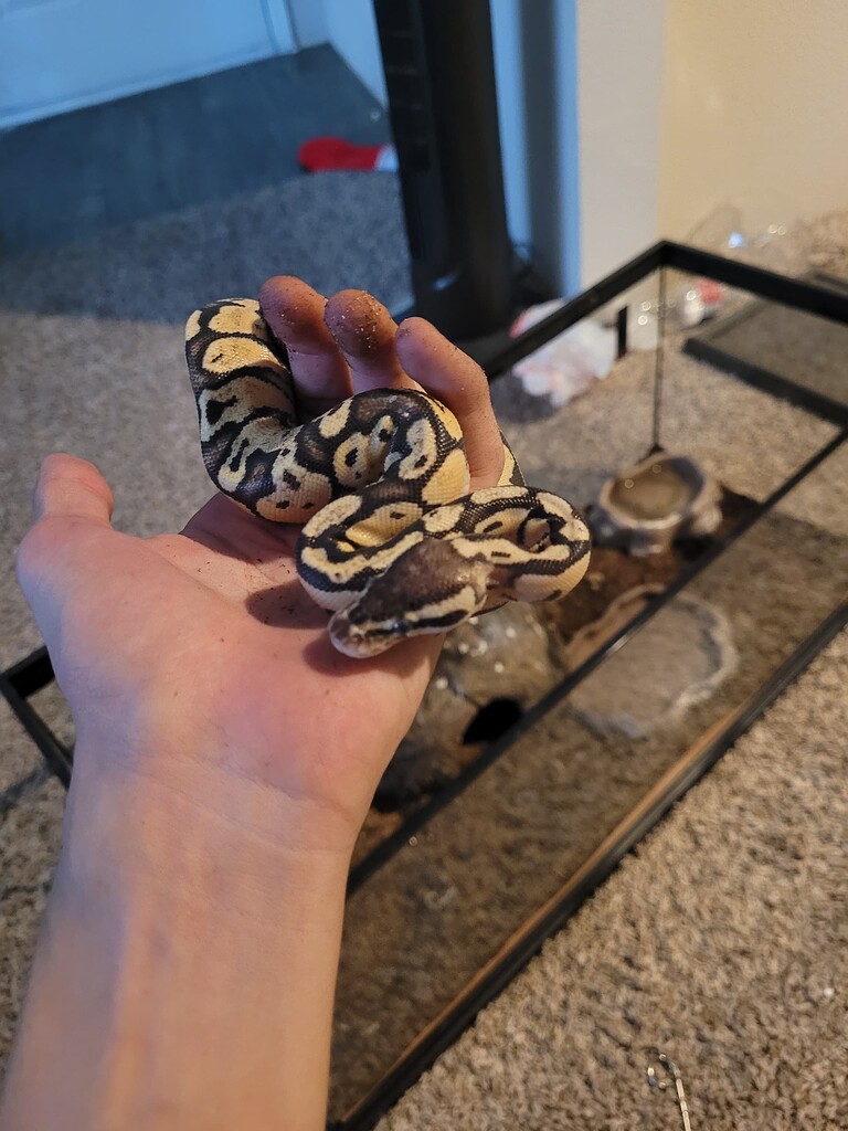 Can someone tell me what morph my ball python is - All Reptiles - MorphMarket Reptile Community
