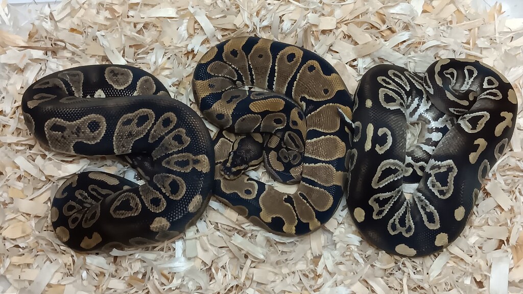 Black Lab ball python - new morph - Ball Pythons - MorphMarket Reptile ...