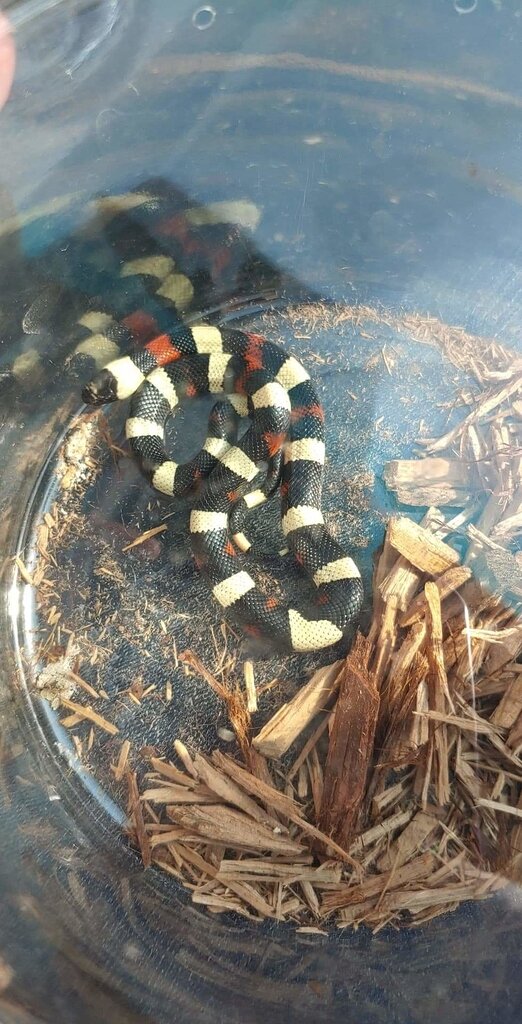 Is this an "Oreo" Pueblan Milk Snake? - Milk Snakes - MorphMarket ...