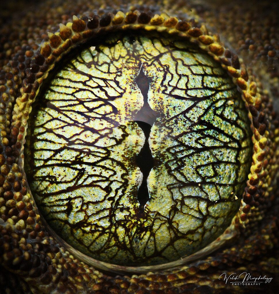 Practicing eye shots - Other Geckos - MorphMarket Reptile Community