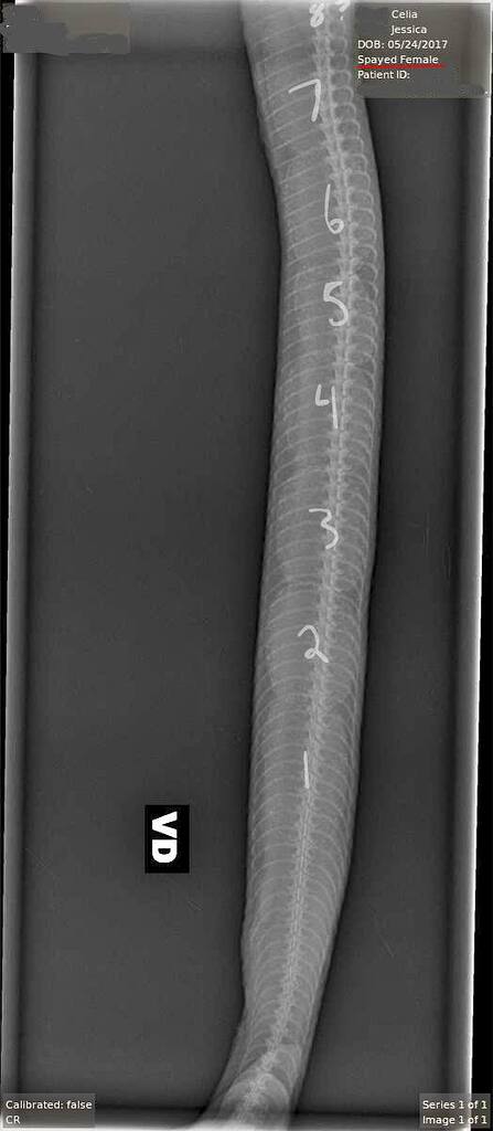 Spayed female, gravid 🙃 (Ovarian Remnant Syndrome) - Corn Snakes ...