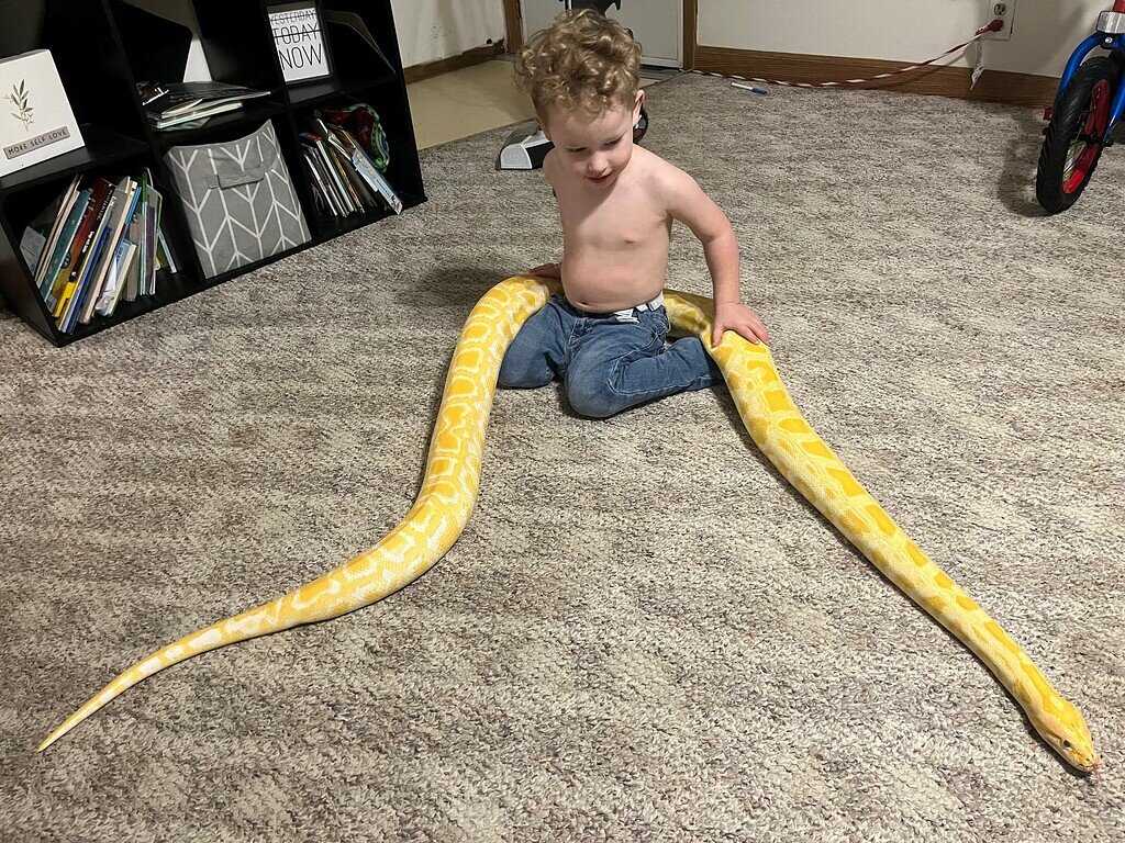 Feeding/weight watch - Burmese Pythons - MorphMarket Reptile Community