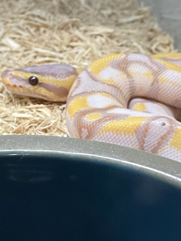 Worlds First? - Ball Pythons - MorphMarket Reptile Community