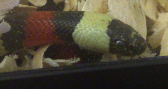 Is this an "Oreo" Pueblan Milk Snake? - Milk Snakes - MorphMarket ...